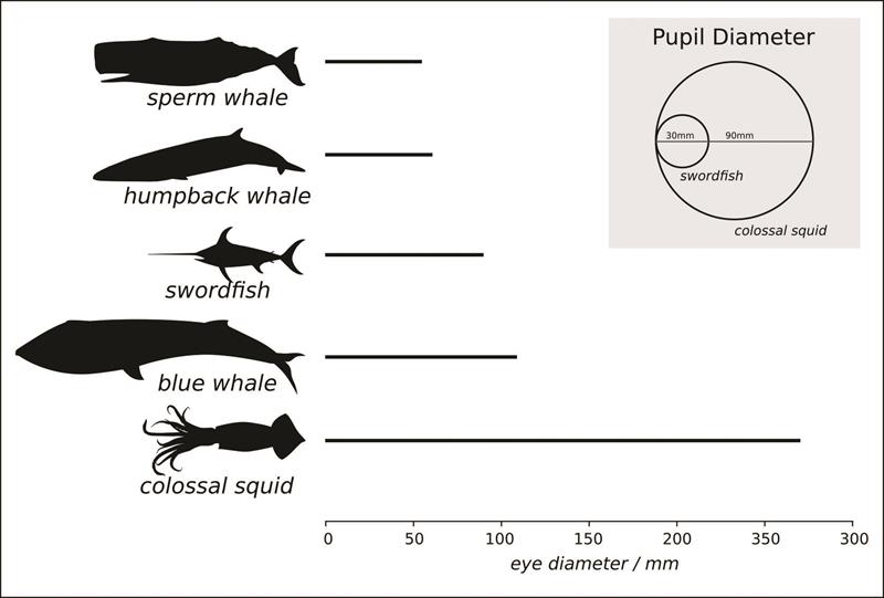 Colossal Squid Size Compared To Giant Squid Colossal Squid Size Compared To Giant Squid